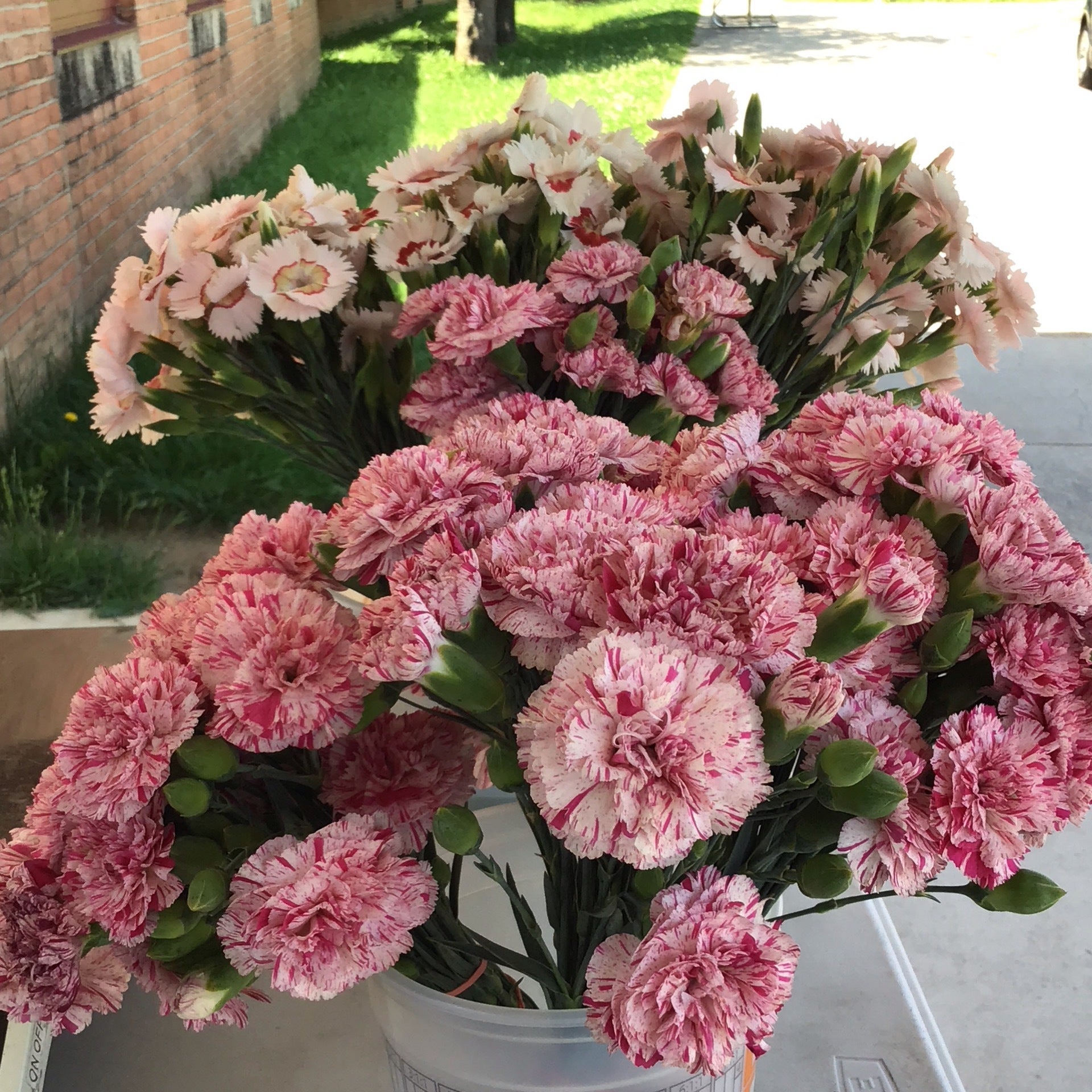 Carnation Bunch | Norman's Farm Market